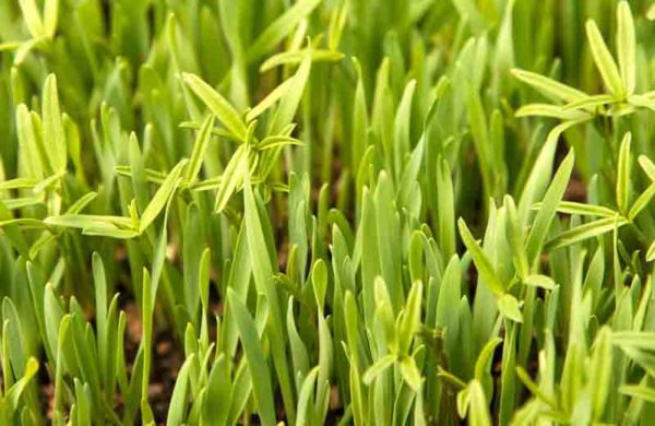 Forage Requisites - Mid West Farm Nutrition