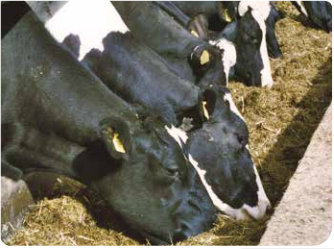 Forage Additives - Mid West Farm Nutrition